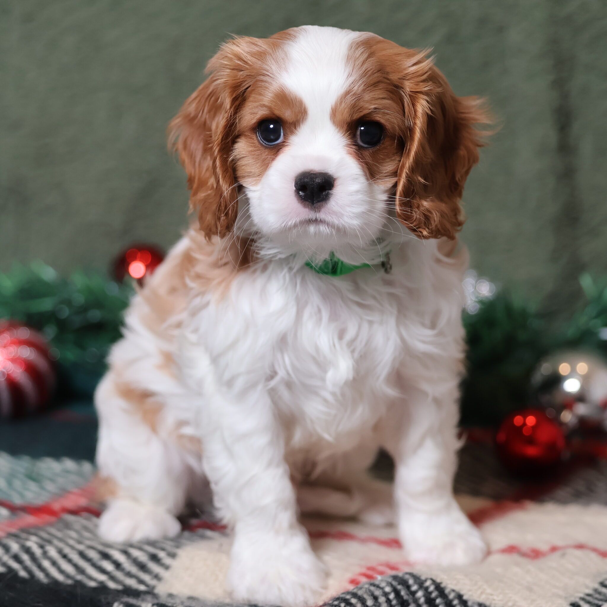 Cavalier King Charles Cavalier Puppies | Little Stream Pups